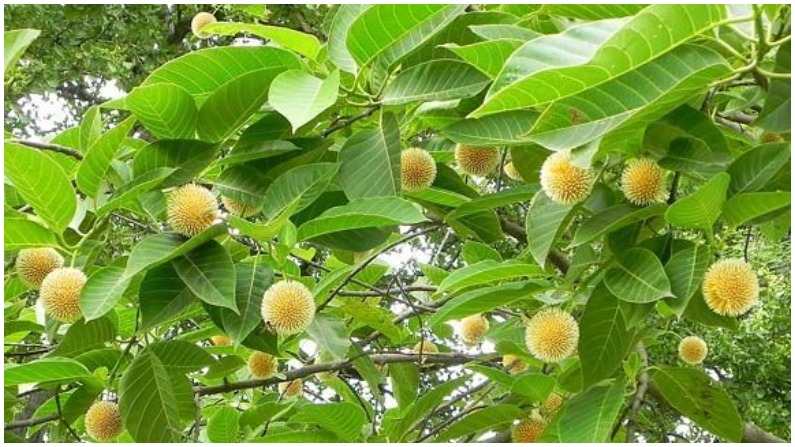 kadamba-tree | Soolaba's Blog